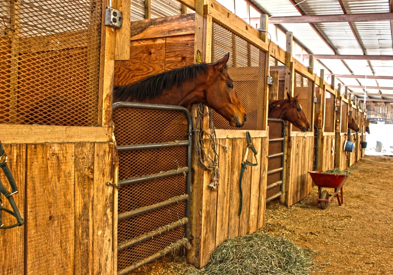 Longhorn Equine Training Center (LETC)