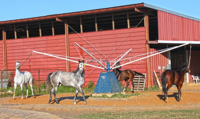 Longhorn Equine Training Center (LETC)