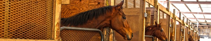 Longhorn Equine Training Center (LETC)